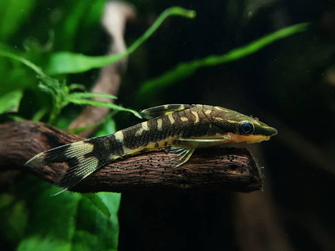 Otocinclus - Acuario Mania